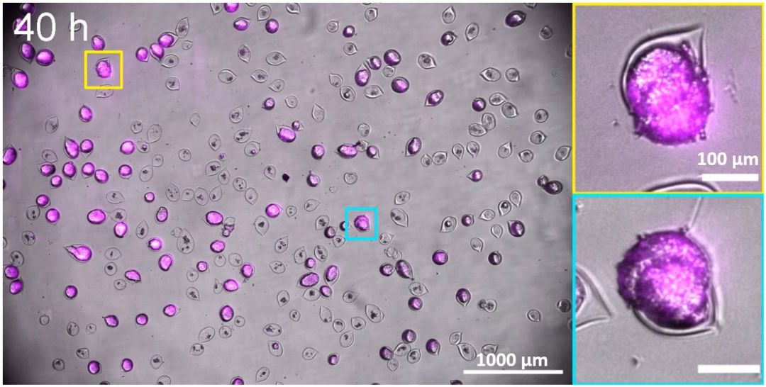 Joint projects - BiOf